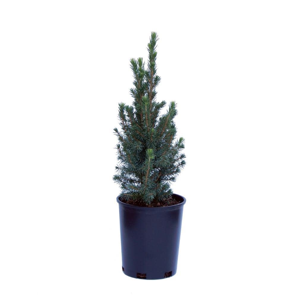 BELL NURSERY 1 Gal. Picea Conica Holiday Shrub Plant in Resin Planter ...