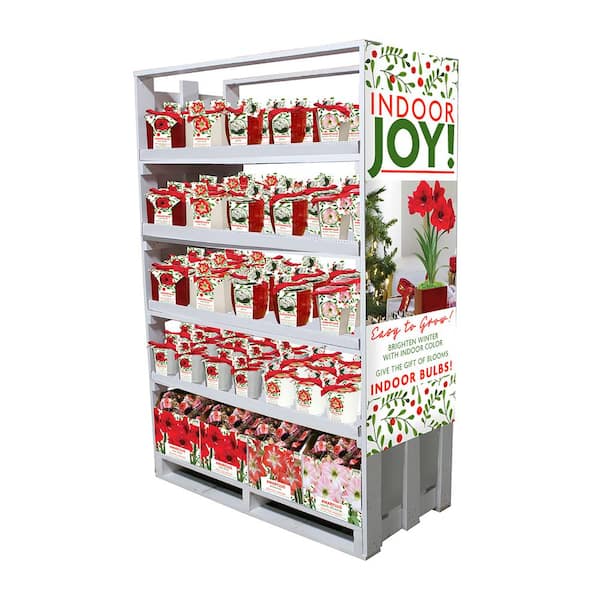 VAN ZYVERDEN Amaryllis and Paperwhite Upscale Holiday Rack 06500 - The ...