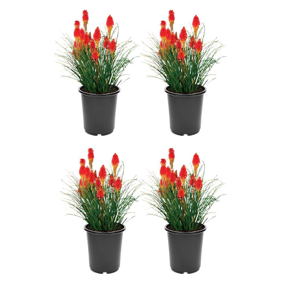Vigoro 2.5 qt. Kniphofia Perennial Plant with Red Flowers-(4-Pack) 2605 ...