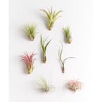 Shop Succulents Assorted Air Plant (8-Pack) 8-AIRP-ASSORT-MED - The ...