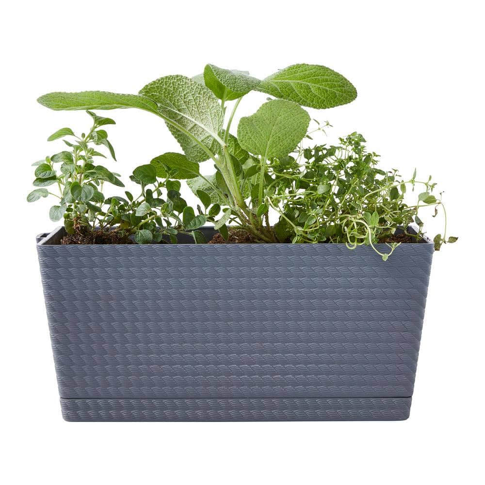 Bonnie Plants Window Combo - Sage, Thyme, and Oregano Plants 202553 ...