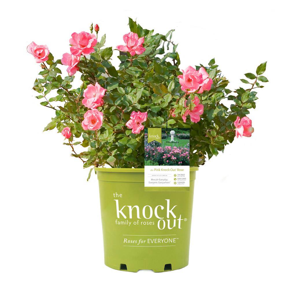 KNOCK OUT 3 Gal. Pink Knock Out Rose Bush with Pink Flowers 17228 - The ...