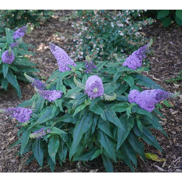PROVEN WINNERS 2 Gal. Pugster Amethyst Butterfly Bush (Buddleia) Live ...