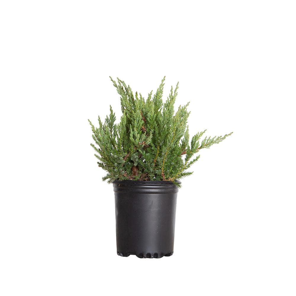 FLOWERWOOD 2.5 Qt. Parsoni Juniper - Evergreen Groundcover Shrub 3610Q ...