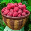 Gurney's Mammoth Red Raspberry (Rubus), Live Bareroot Fruiting Plant (1 ...