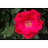 KNOCK OUT Dormant Bareroot Red Knock Out Rose Bush with Red Flowers ...