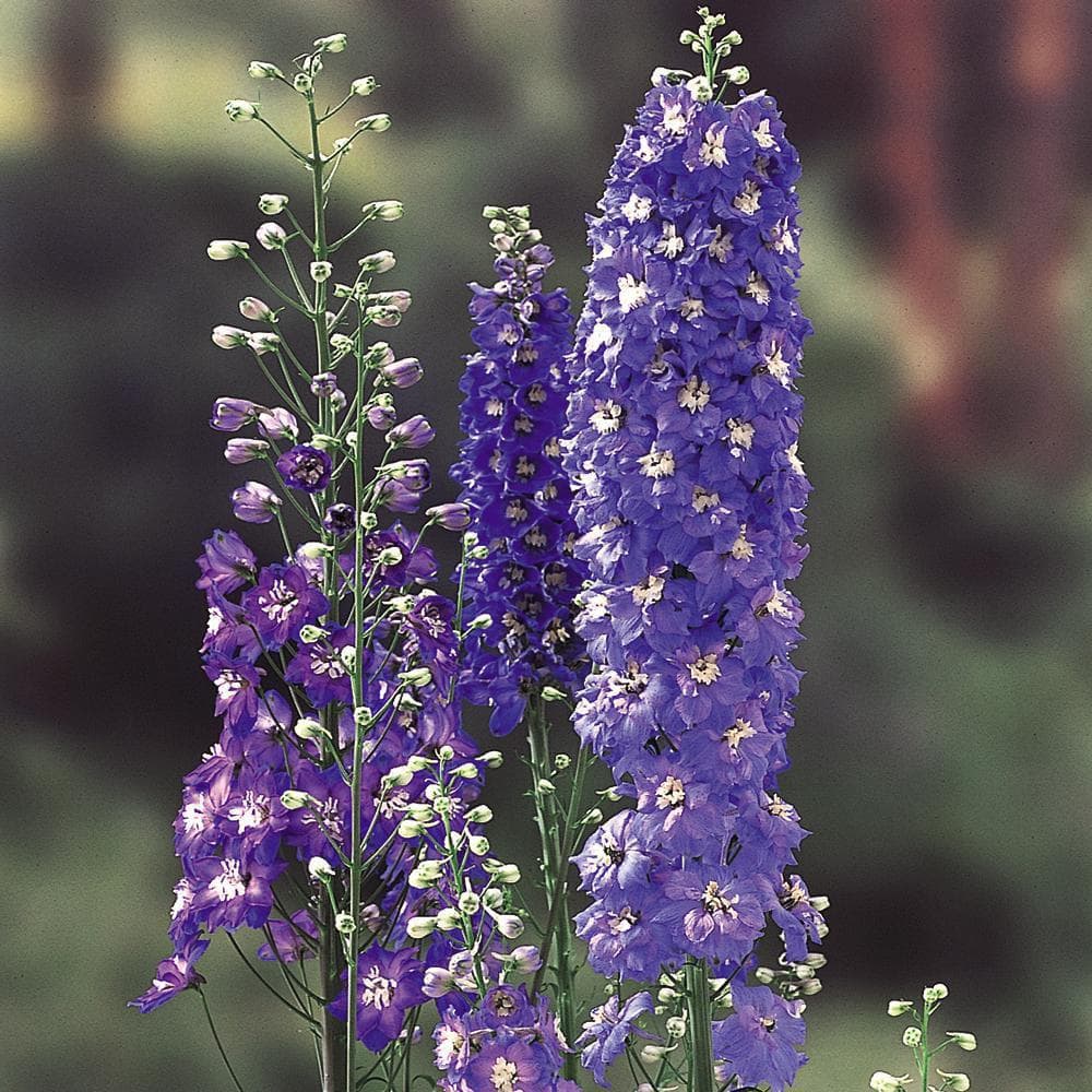 ALTMAN PLANTS 1.5 Gal. Delphinium Plant 1000039473 - The Home Depot