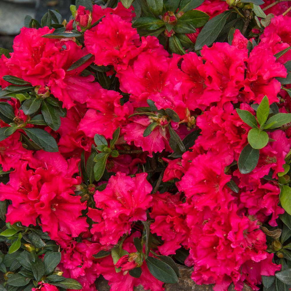 FLOWERWOOD 2.5 Qt. Red Ruffle Azalea, Evergreen Shrub and ...