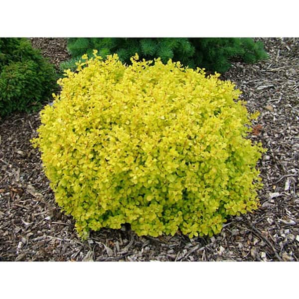 Bonanza Gold Barberry