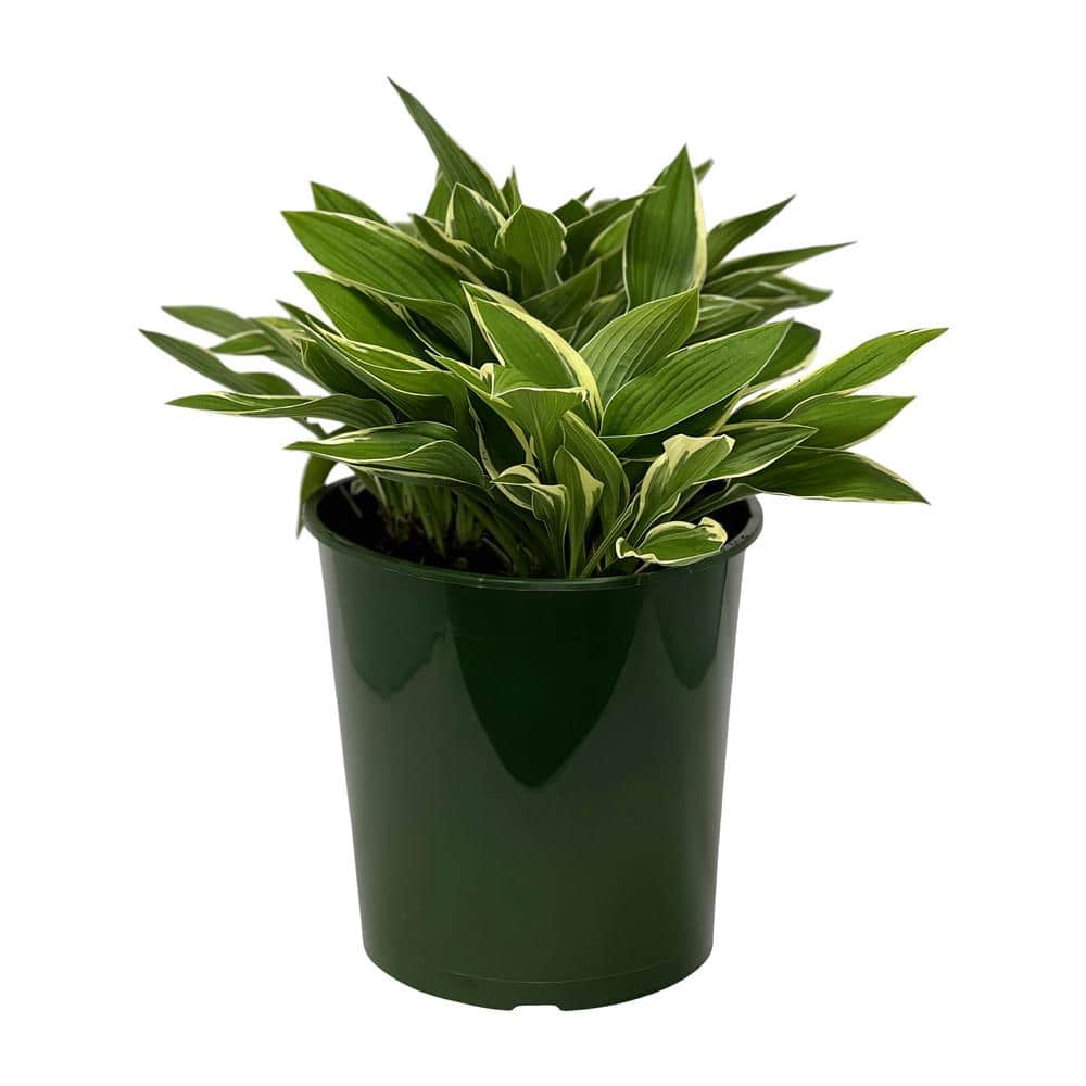 Pure Beauty Farms 1.5 Gal. Hosta Green Plant in 1.5G. in 8.25 in ...