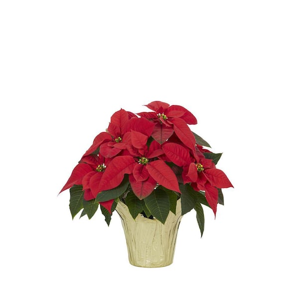 METROLINA GREENHOUSES 5 in. Live Christmas Red Poinsettia with Gold Foil Holiday Plant 3 Pack 4420 The Home Depot