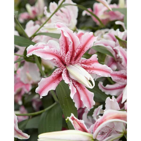 Bloomsz Lilium Magic Star (3-Pack) 09361 - The Home Depot