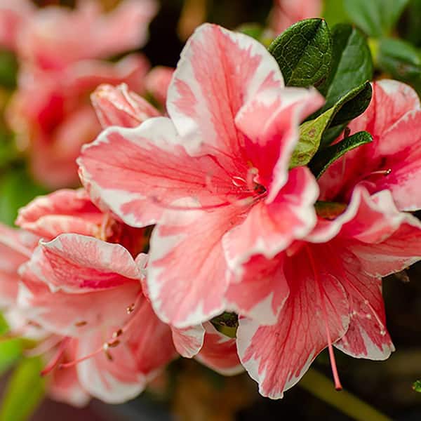 ENCORE AZALEA 2 Gal. Autumn Sunburst Azalea Shrub with Coral ENCORE AZALEA 2 Gal. Autumn Sunburst Azalea Shrub with Coral