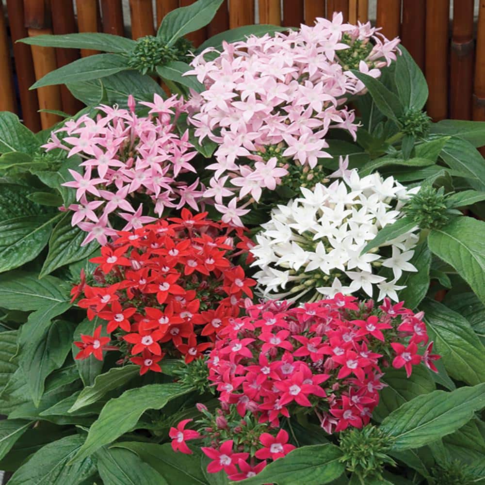 SMART PLANET 2.5 Qt. Smart Planet Pentas Mix Annual Plant with Assorted ...