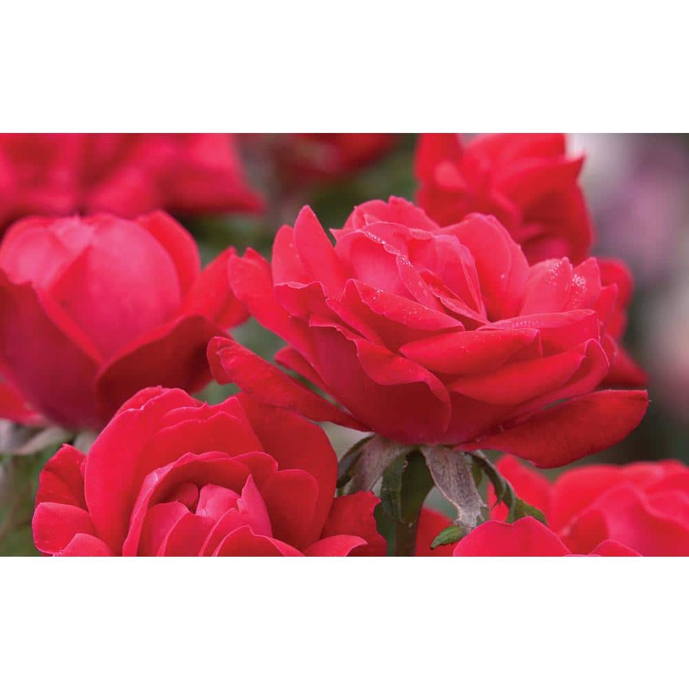 KNOCK OUT 1 Gal. Red Double Knock Out Rose Bush with Red Flowers ...