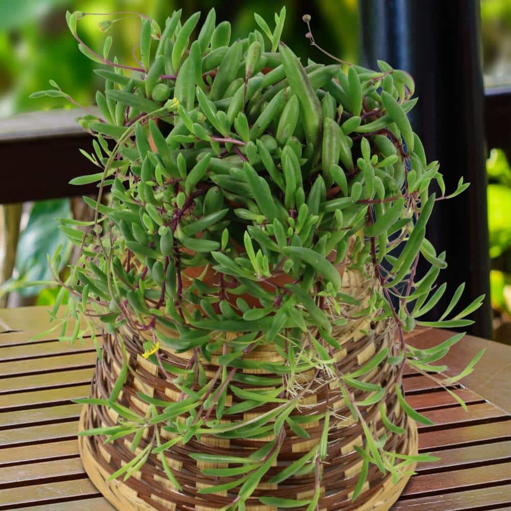 national PLANT NETWORK 4 in. String of Pickles Plant in Grower ...