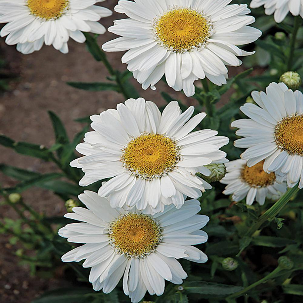 #1 Western Star Taurus White and Cream Shasta Daisy Plant 80325 - The ...