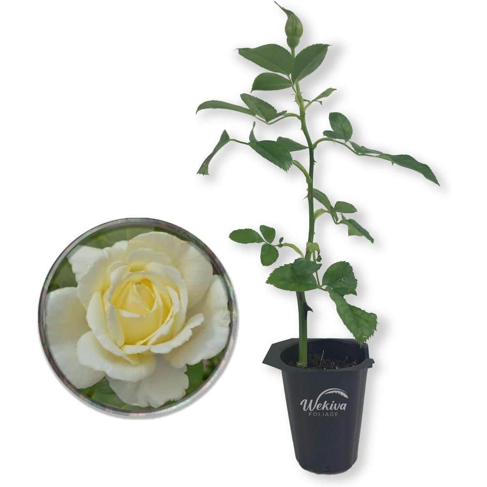 Wekiva Foliage Elina Rose Bush-Live Starter Plant in a 2 Inch Pot ...