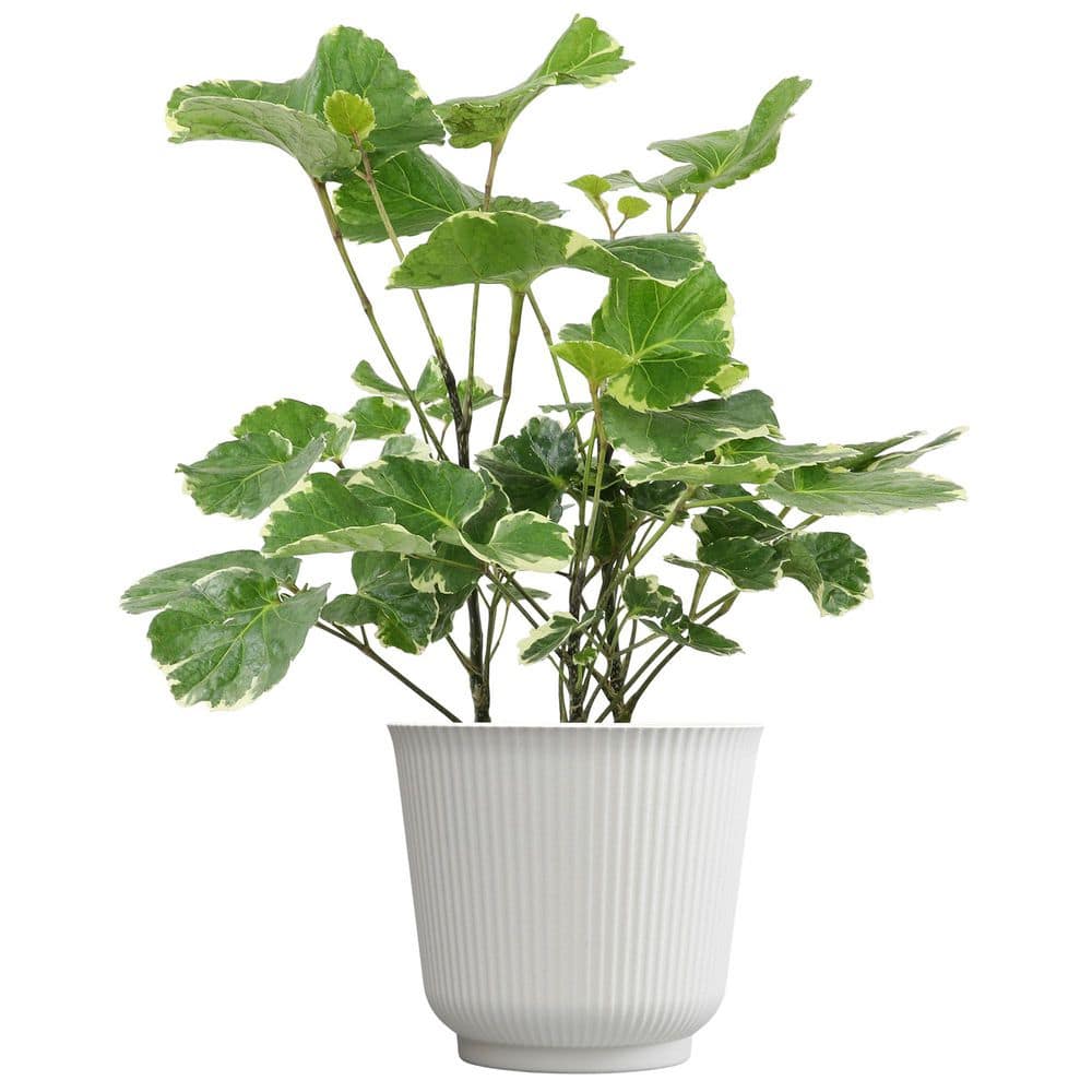 ALTMAN PLANTS Variegated Aralia Balfouriana, 6 in. White Decorative Pot ...