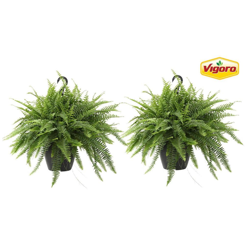 Vigoro Boston Fern Indoor/Outdoor Plant in 10 in. Hanging Grower's Pot ...