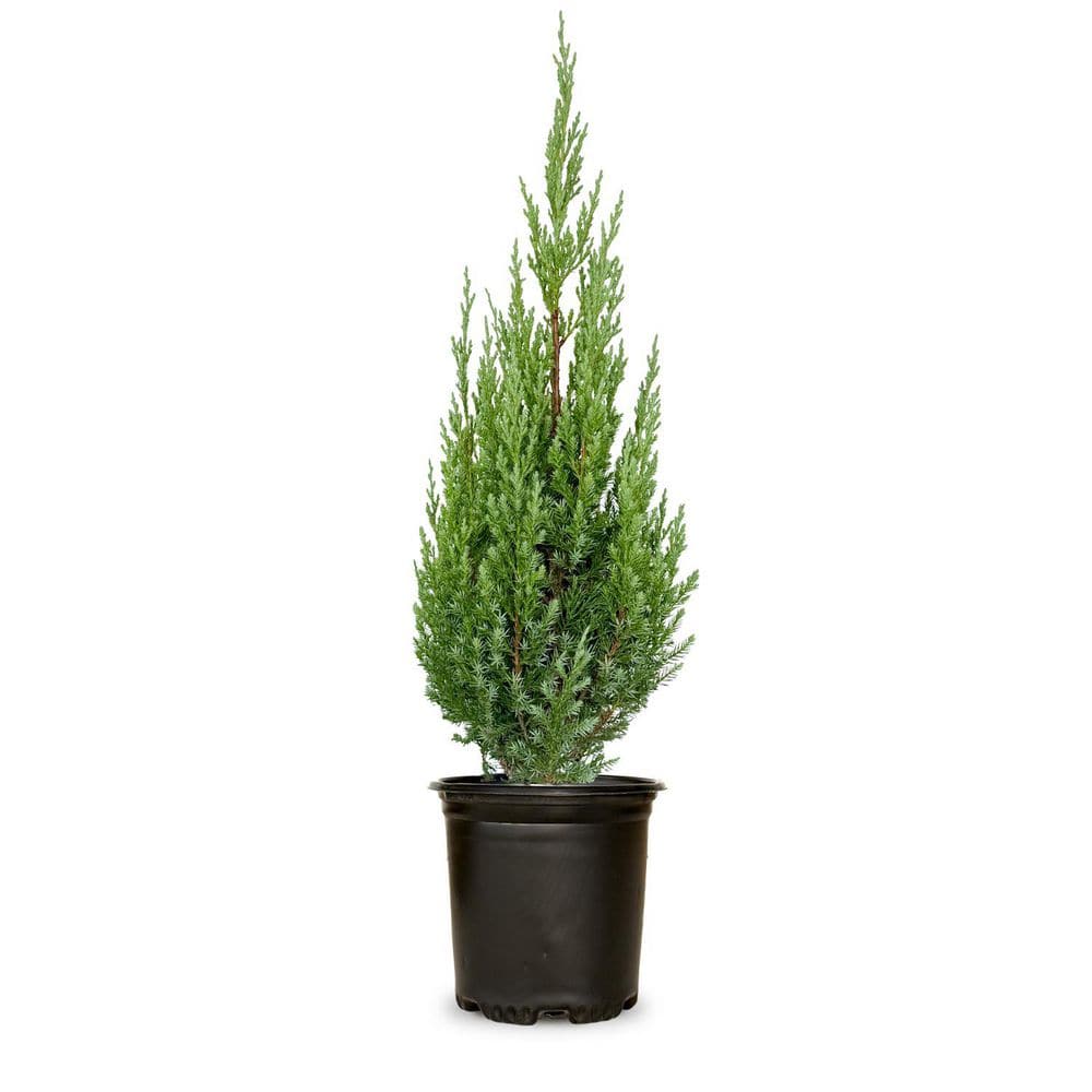 FLOWERWOOD 2.5 qt. Blue Point Juniper Tree (Juniperus Chinensis) Live ...