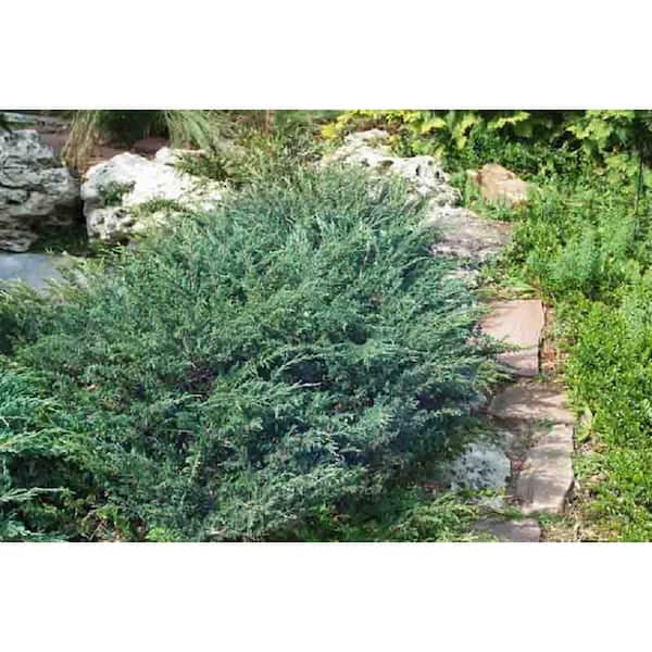 Creeping Juniper Shrubs