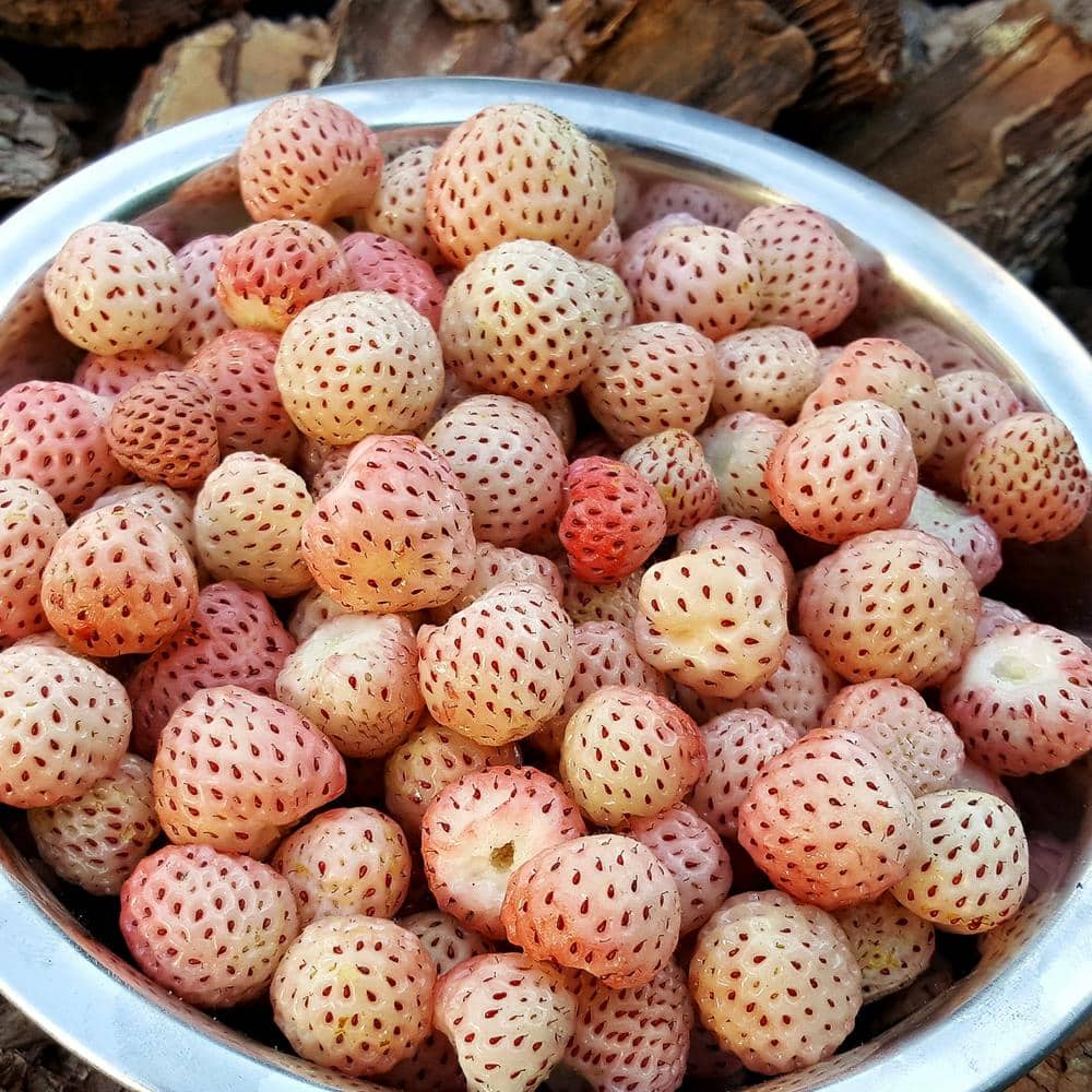 VAN ZYVERDEN Van Zyverden Specialty Strawberries White Carolina 20 ...