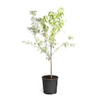 Online Orchards 3 ft. Lapins Cherry Semi Dwarf Tree with Abundant Self ...