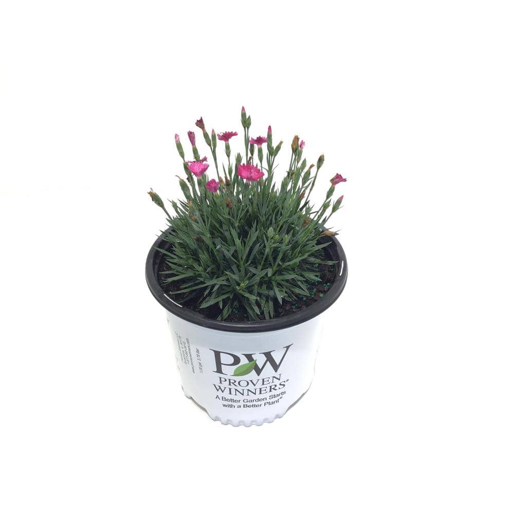 PROVEN WINNERS Pinks (Dianthus) Paint The Town Magenta Plant 21171 ...