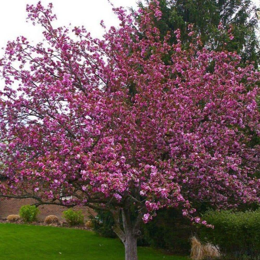 7 Gal. Profusion Crabapple Flowering Deciduous Tree with Pink Flowers ...