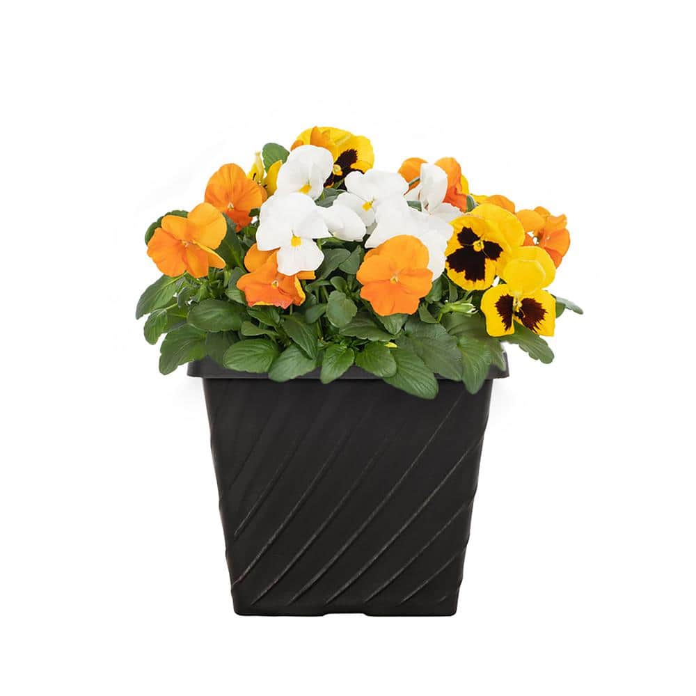 METROLINA GREENHOUSES 1 Gal. Pansy Spring Daffodil Mix in Decorative ...