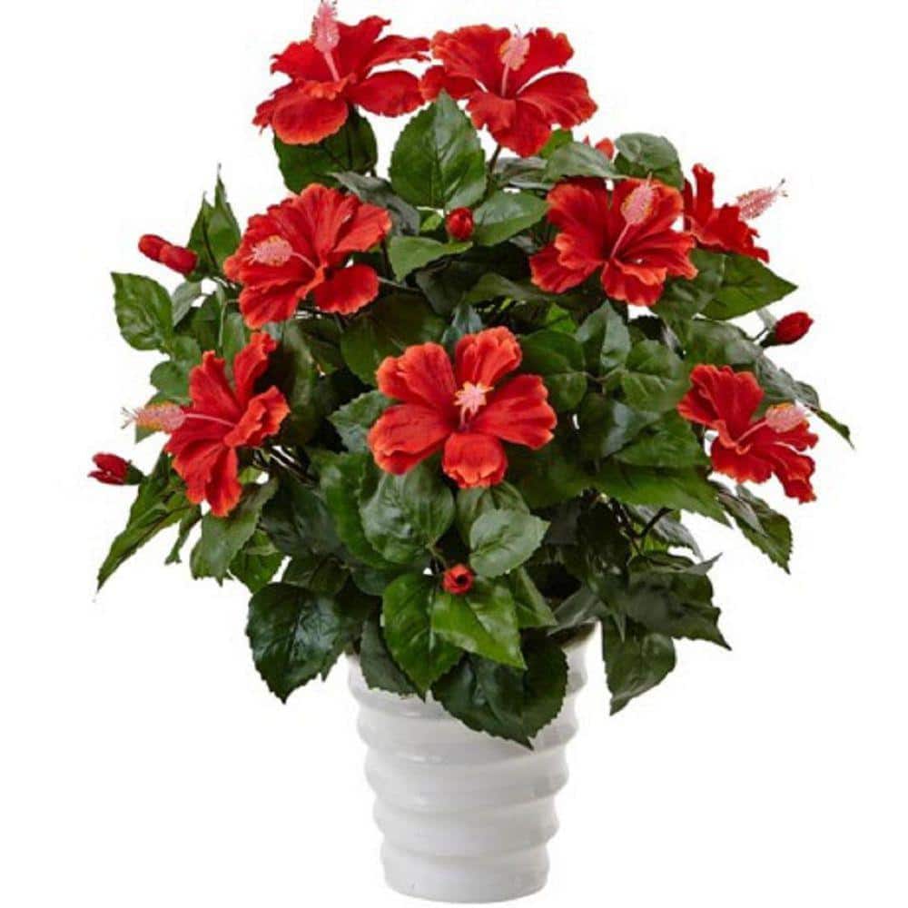 3 Gal. Hibiscus Tradewinds Shrub with Assorted Flowers 1000003587 - The ...