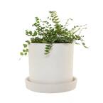 National Plant Network 4 in. Button Fern Polystichum Plant in Grower ...