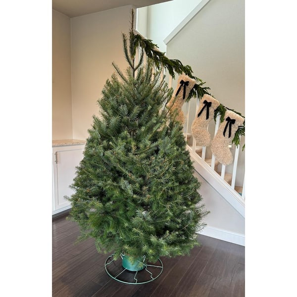 Douglas Fir Christmas Tree