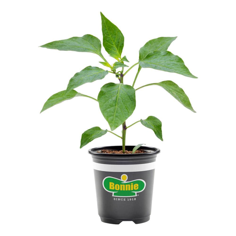 Bonnie Plants 12 oz. Green Sweet Bell Pepper, Live Plant 206915 - The ...