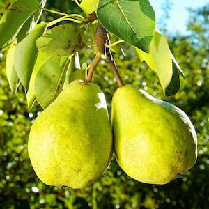 5 Gal. Brown Turkey Fig Tree FIGBRO05G - The Home Depot