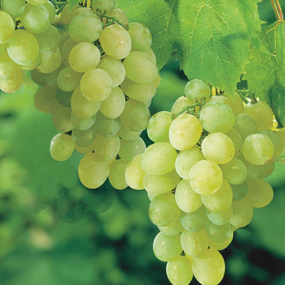 DIRECT GARDENING 1 Gal. Pot, Thompson Seedless Grape Vine Deciduous ...