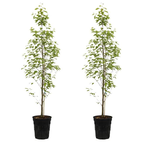 1 gal. Summer Gold Deciduous Dogwood Tree with White Flowers 2-pack ...