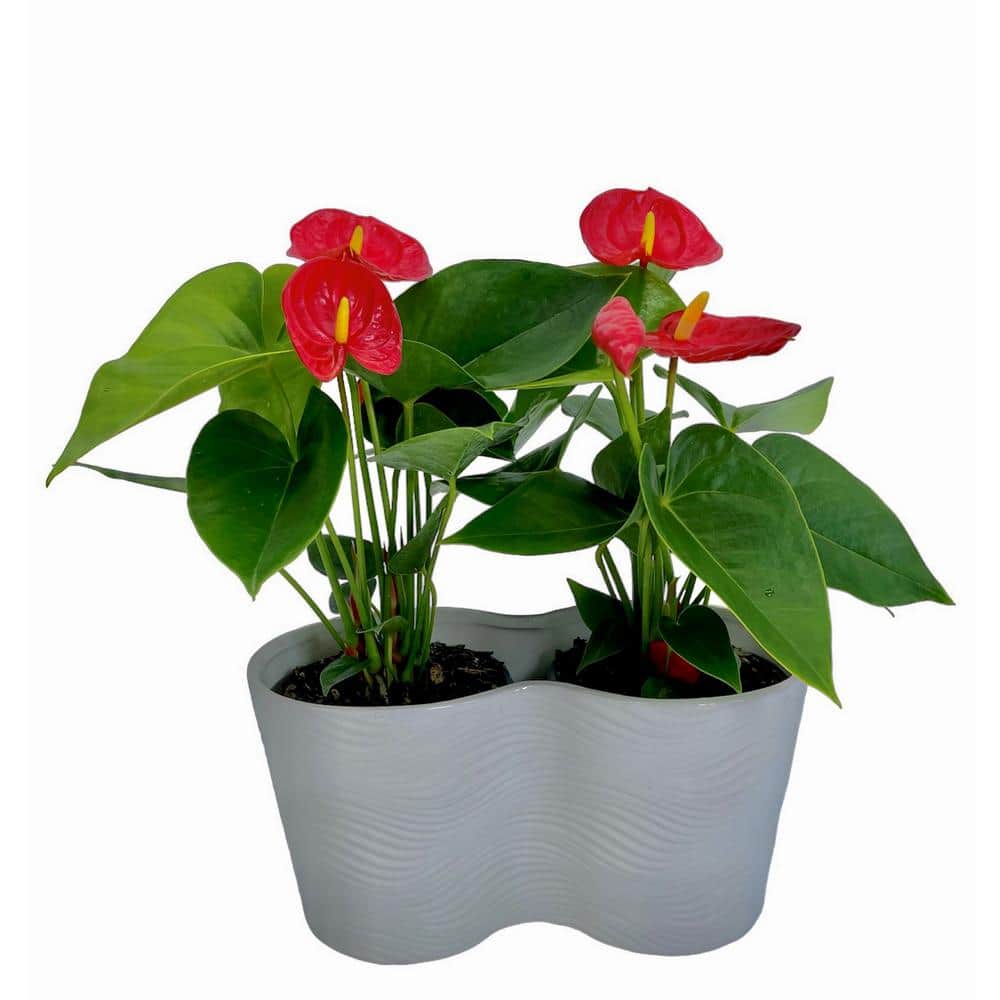 EVERBLOOM GROWERS, INC. 5 in. Double Anthurium Plant EBGDBLANTH - The ...