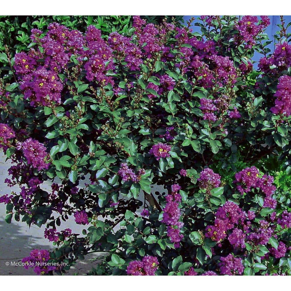Vigoro 2 Gal. Purple Cow Crape Myrtle Mid Size Live Shrub ...