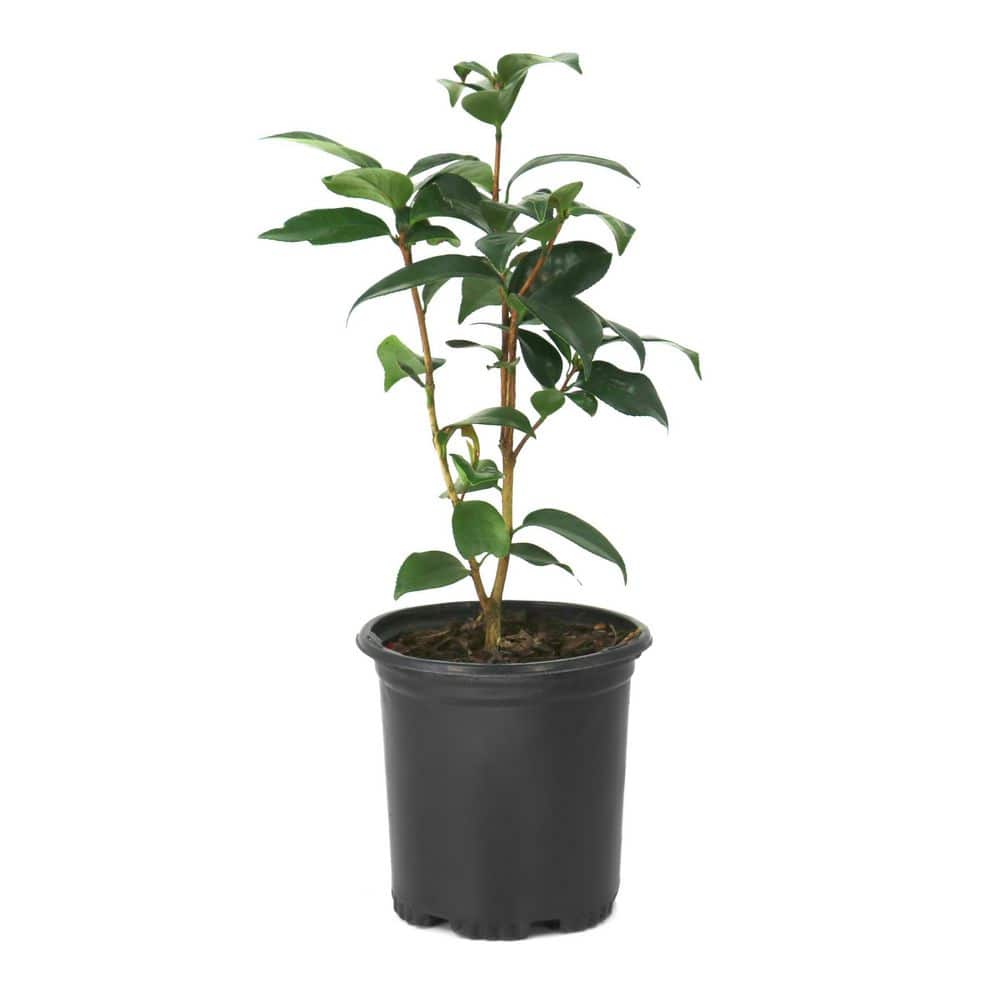 national PLANT NETWORK 1 gal. Camellia Japonica Hilda Honeycutt Shrub ...