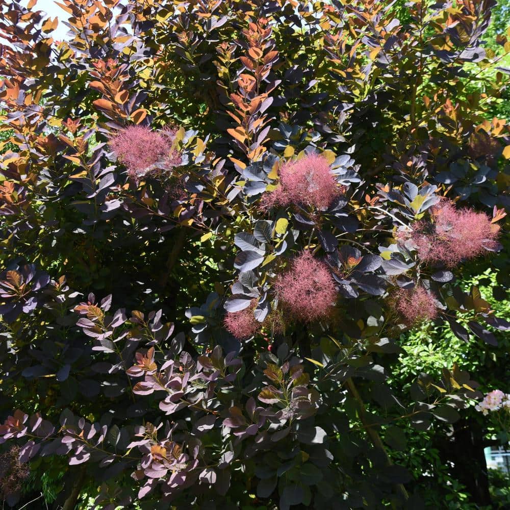 Alder & Oak #5 Container Purple Smoke Bush 'Cotinus Purpureus ...
