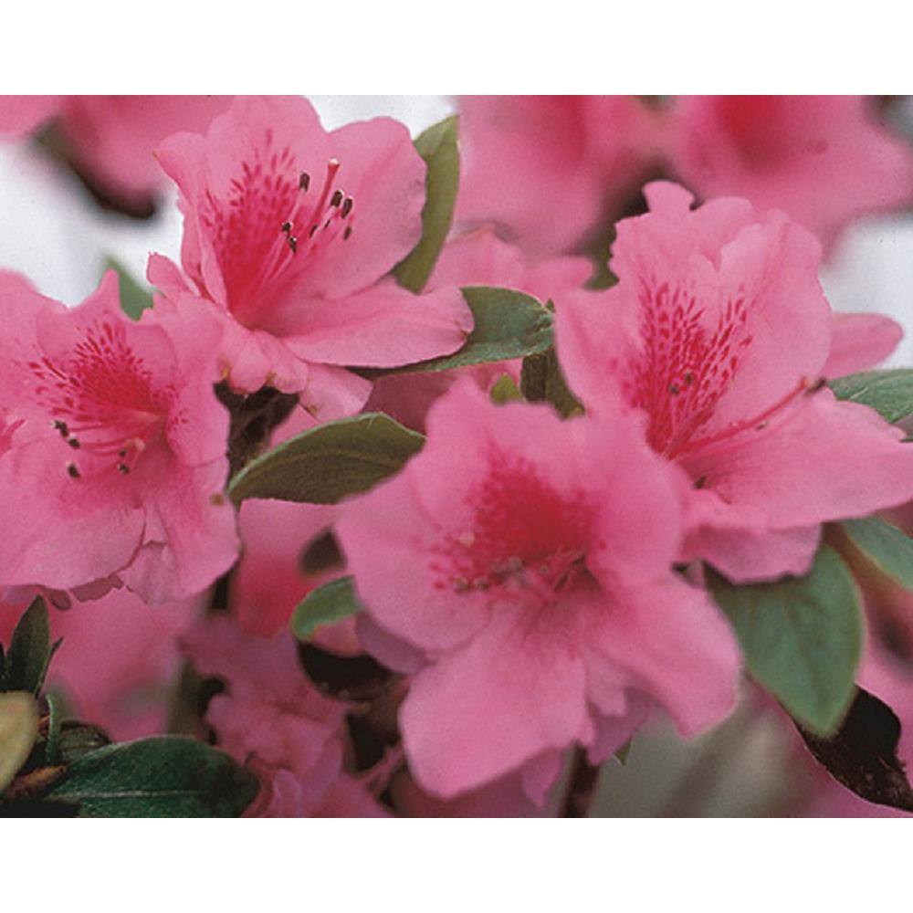 BELL NURSERY 1 Gal. Girard Rose Azalea Live Shrub, Pink Flowers (3-Pack ...
