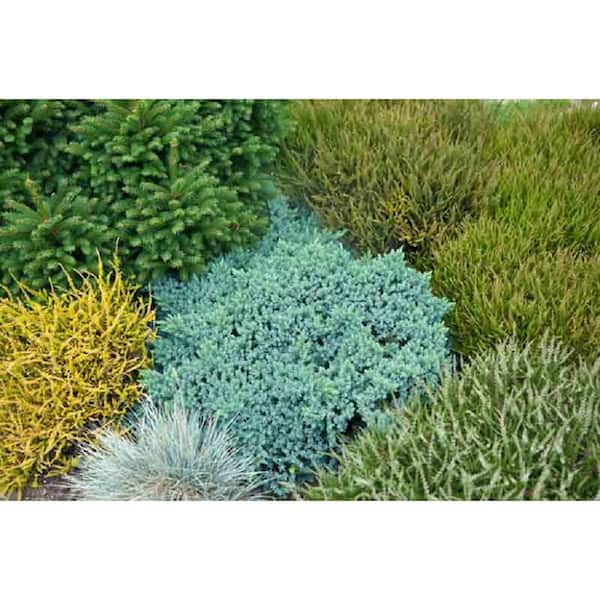 Blue Star Juniper Shrubs