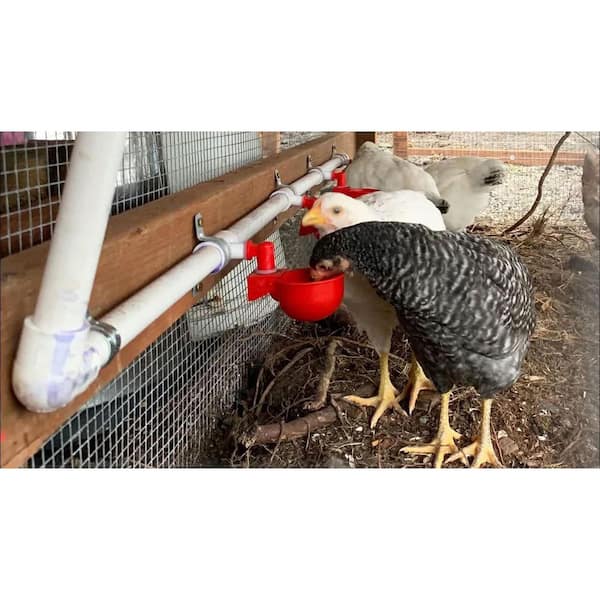 KIWDZFU Automatic Chicken Water Cups Kit with Tee for PVC Pipe DIY ...