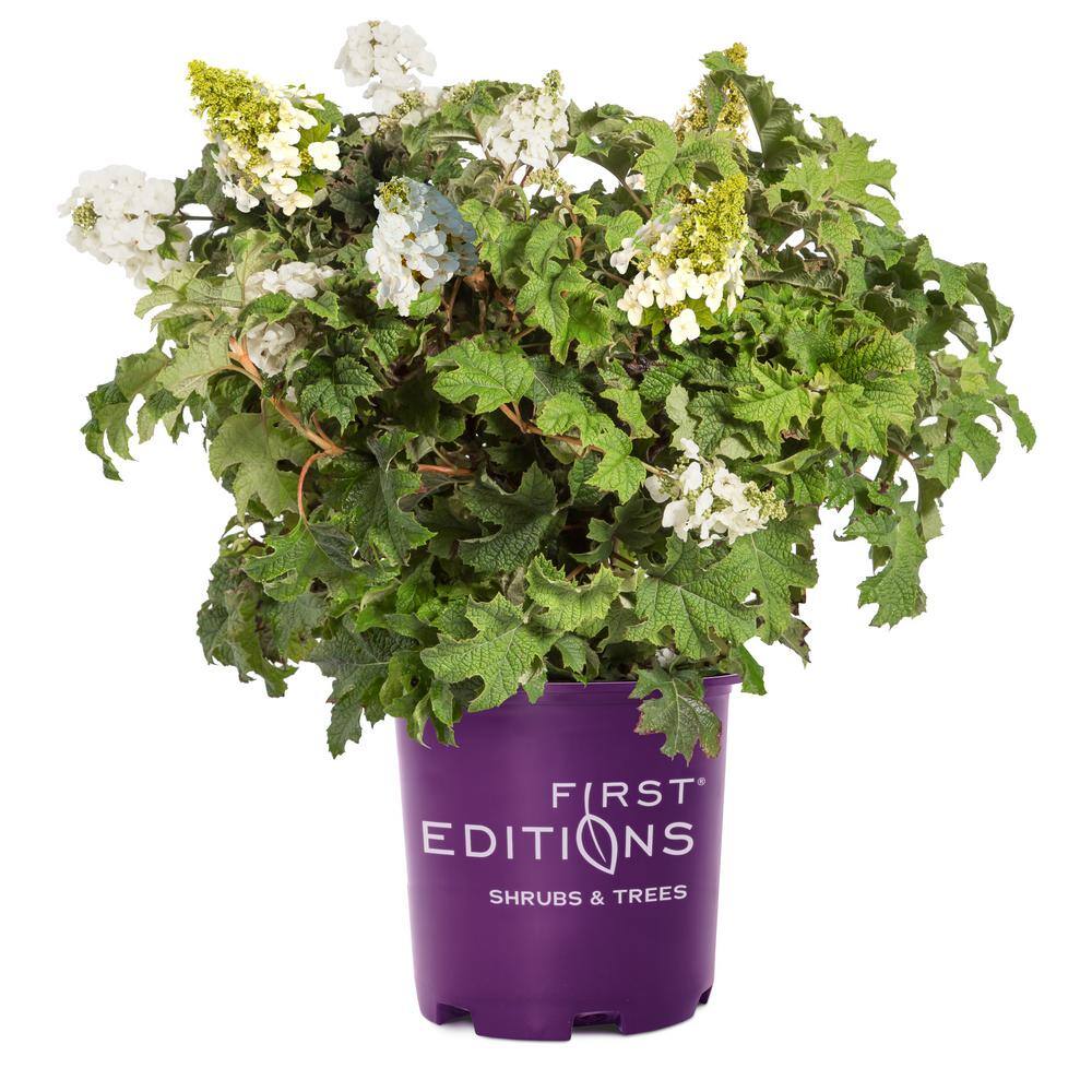 FIRST EDITIONS 2 gal. Jetstream Oakleaf Hydrangea Flowering Shrub with ...
