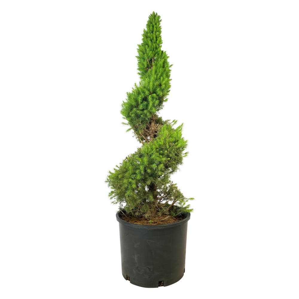 Fusion Spruce Alberta Topiary #7 1002723897 - The Home Depot