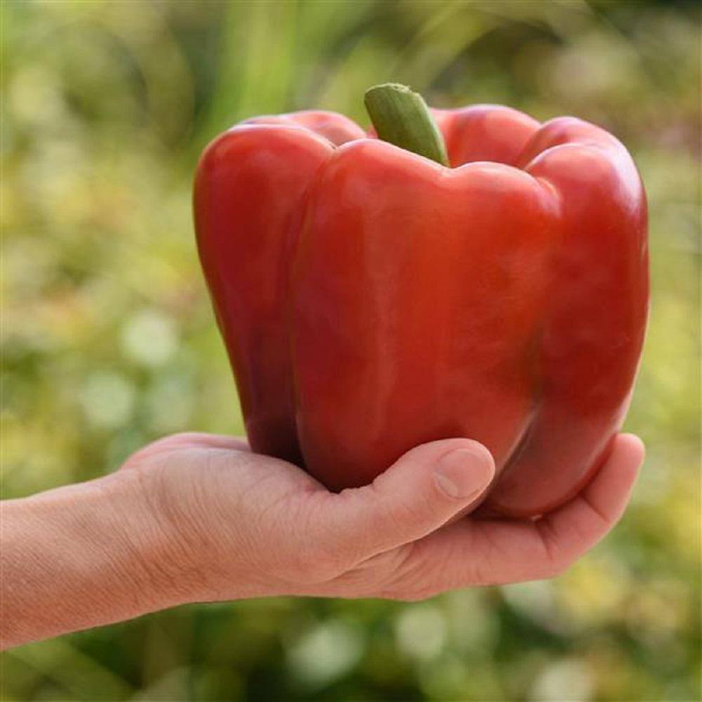 Burpee 4 In. Red Standard II Sweet Bell Pepper Vegetable Plant (6-Pack ...