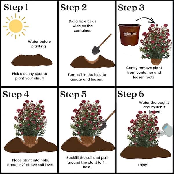 SOUTHERN LIVING 5 Gal. Colorama Scarlet Crape Myrtle Tree with Bright ...