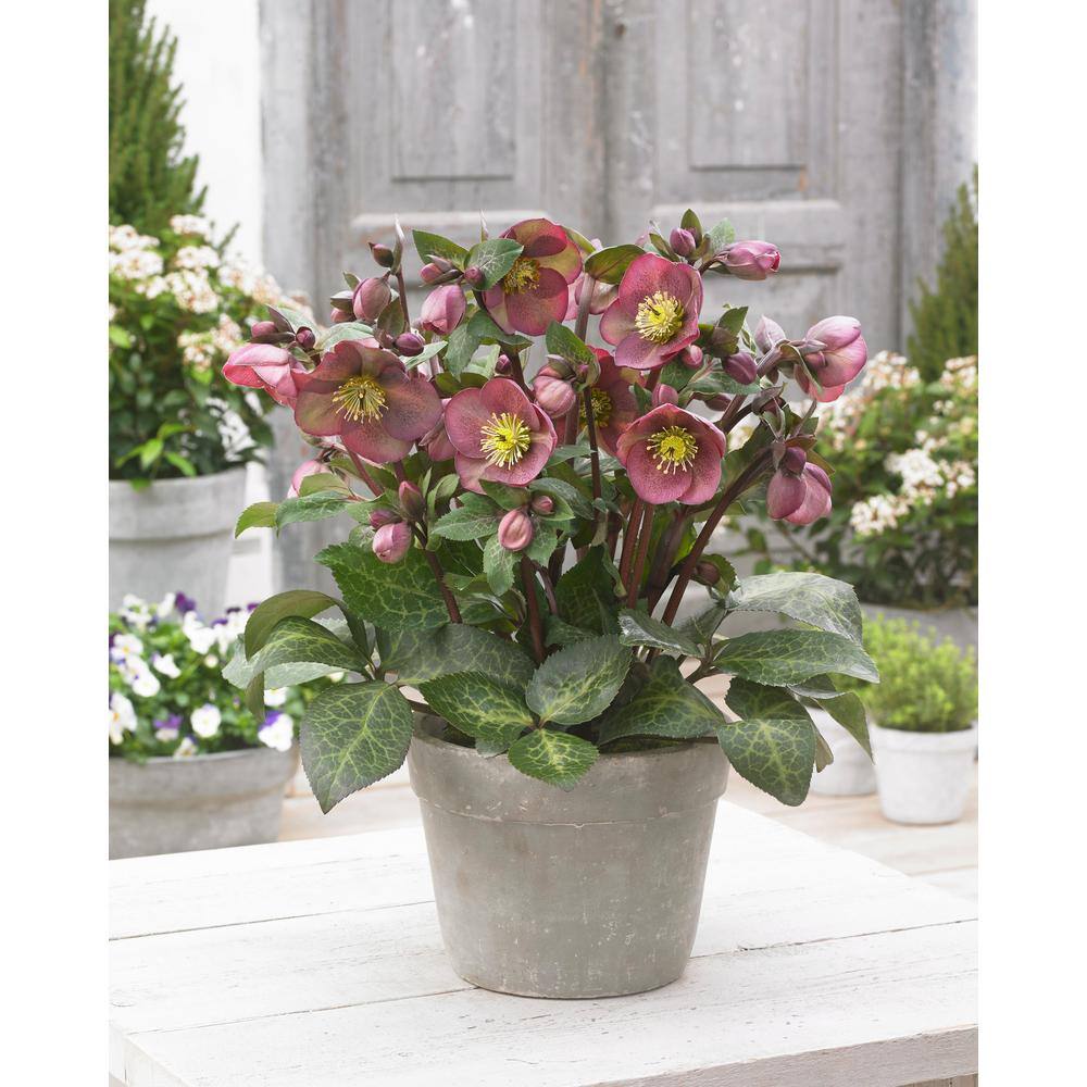 FROSTKISS 2.5 qt. Pippa's Purple Hellebore Perennial Plant with Purple ...